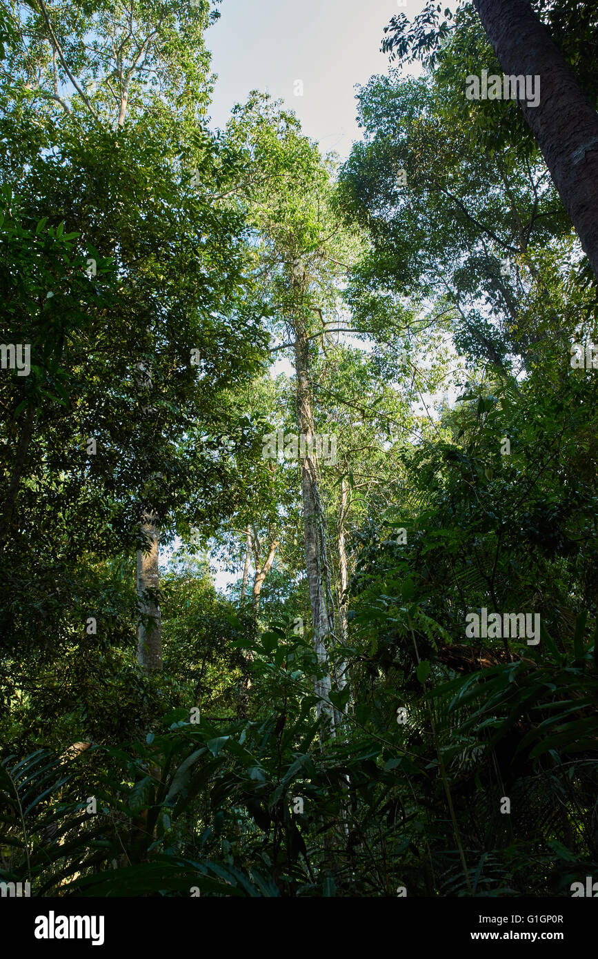 Khao Yai trees Stock Photo - Alamy