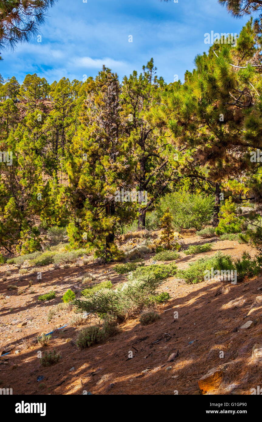 Canarian pines, pinus canariensis in the Corona Forestal Nature Park ...