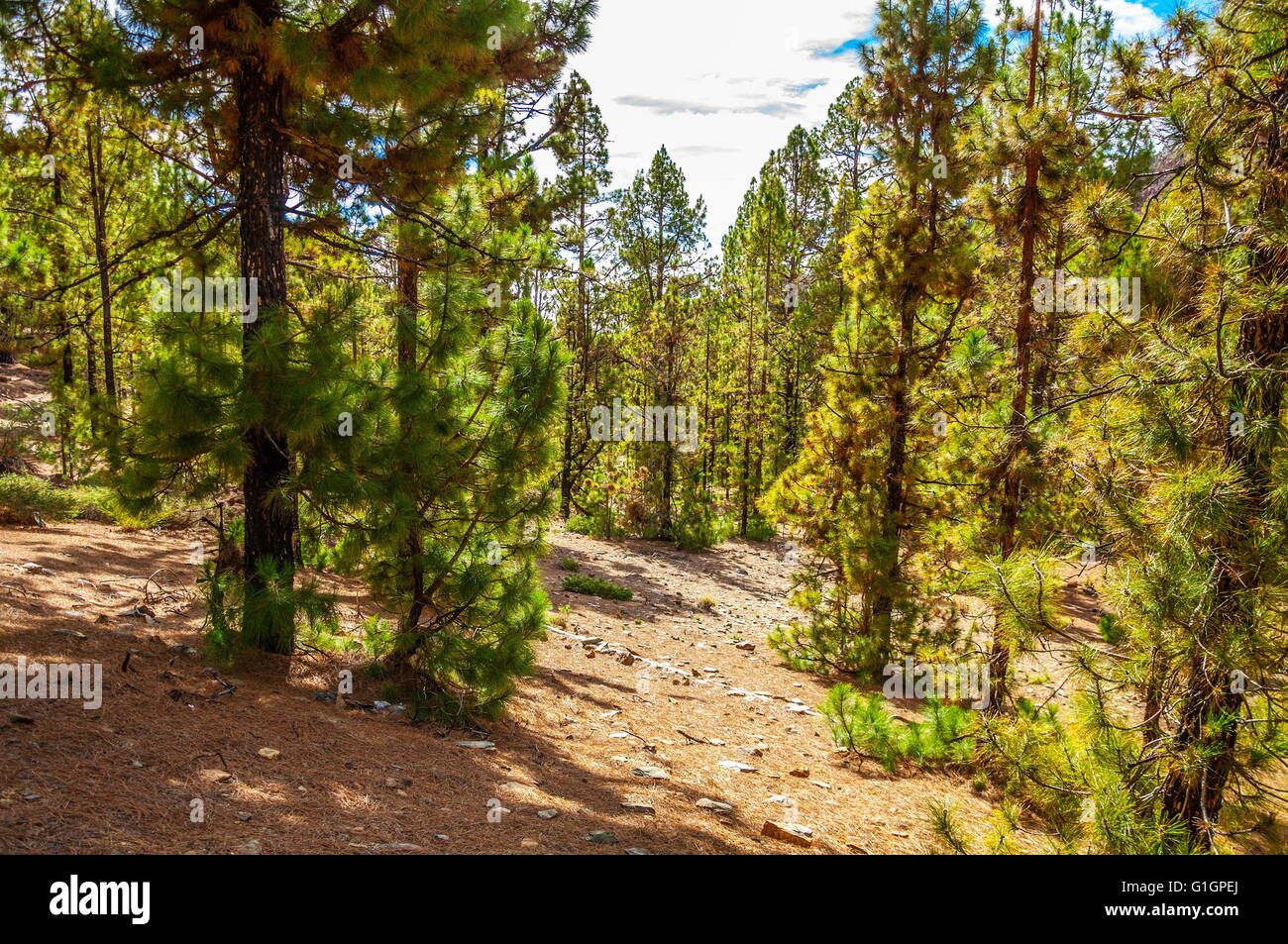 Canarian pines, pinus canariensis in the Corona Forestal Nature Park ...