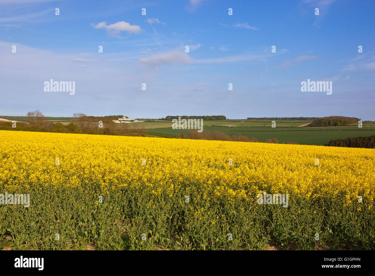 English springtime landscape with the rolling hills of the Yorkshire ...