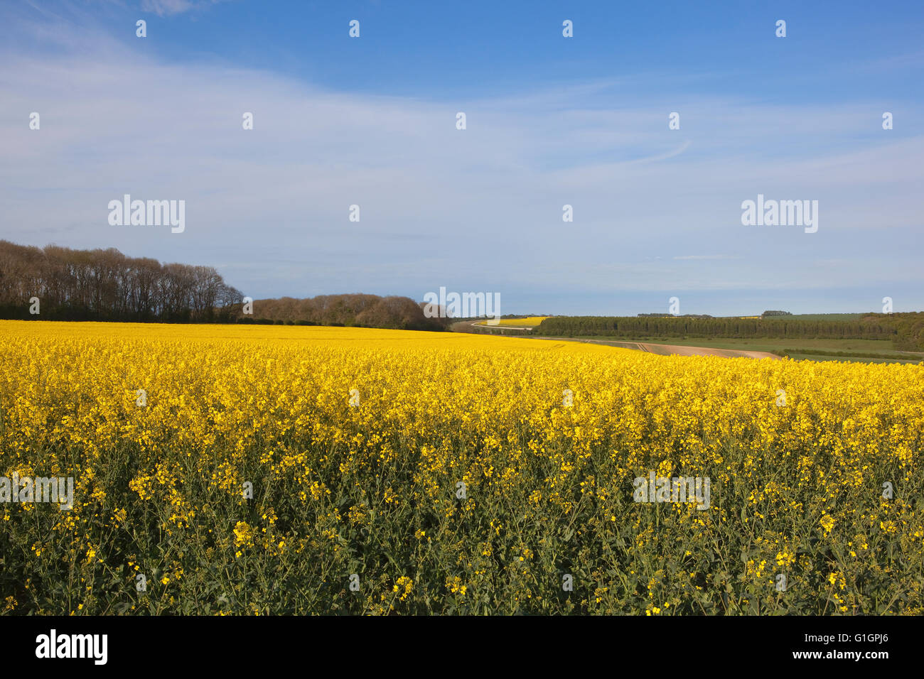 English springtime landscape with the rolling hills of the Yorkshire ...