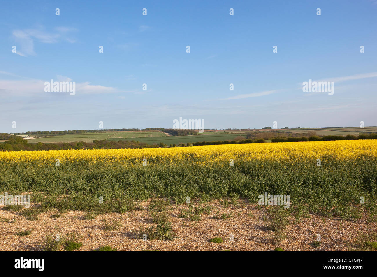 English springtime landscape with the rolling hills of the Yorkshire ...