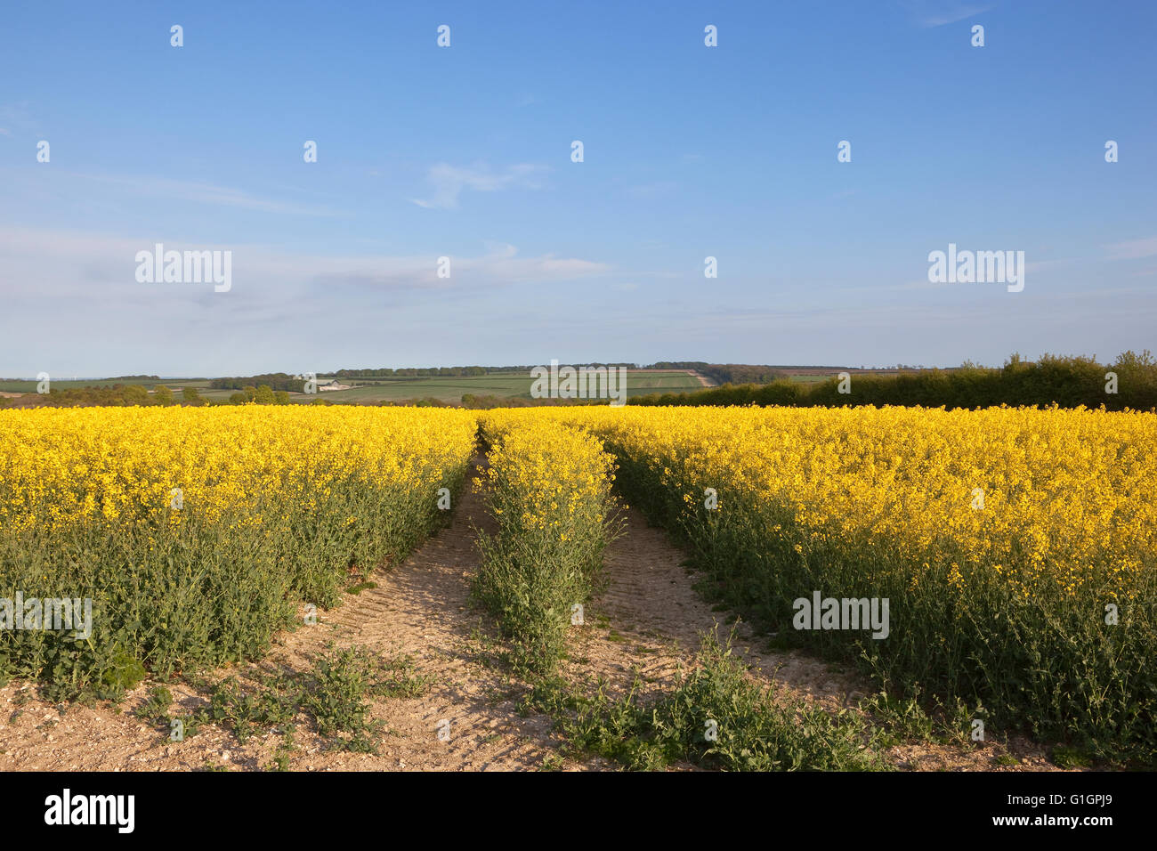 English springtime landscape with the rolling hills of the Yorkshire ...