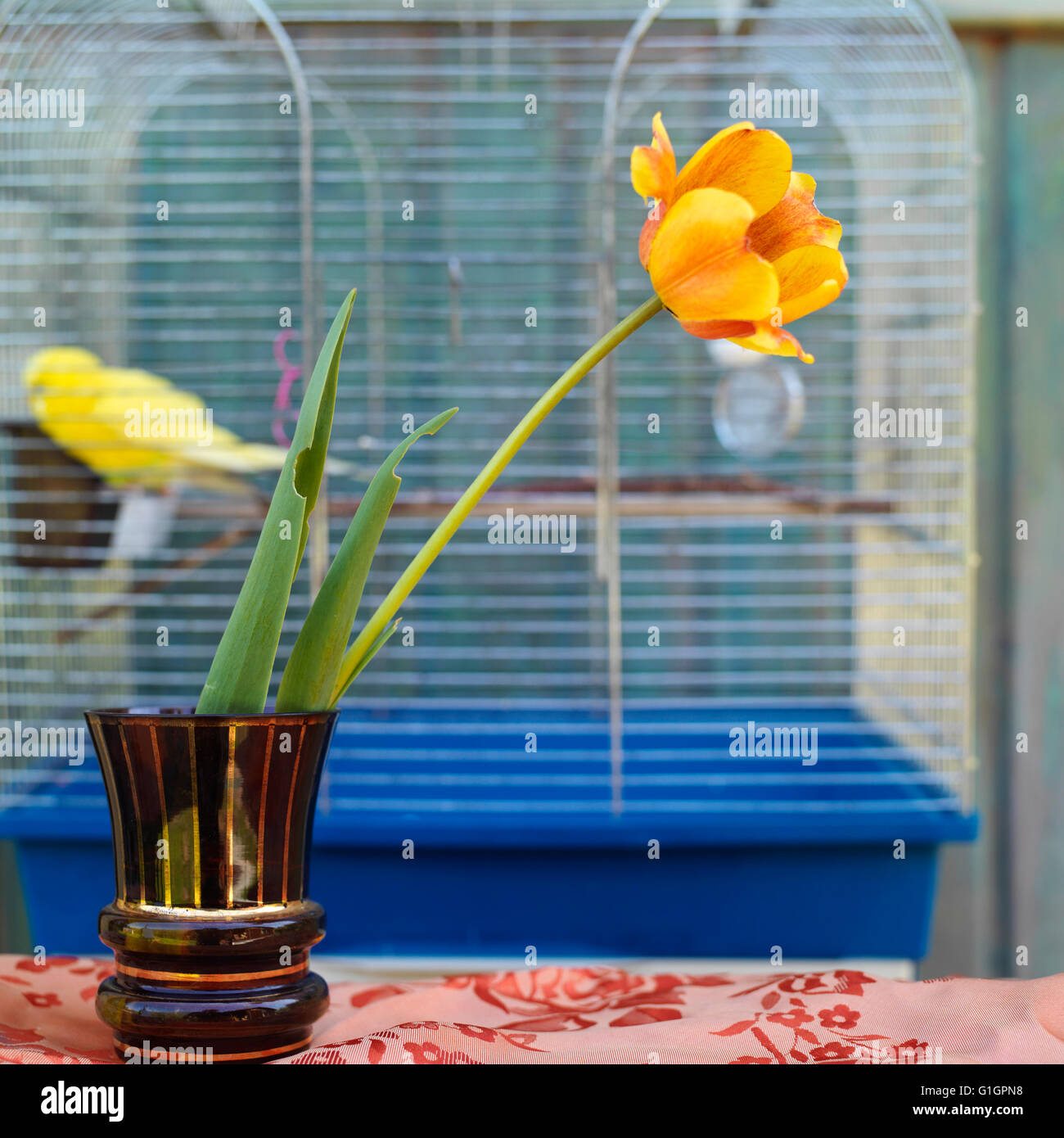 A single tulip in vase next to a bird cage with yellow budgie inside ...