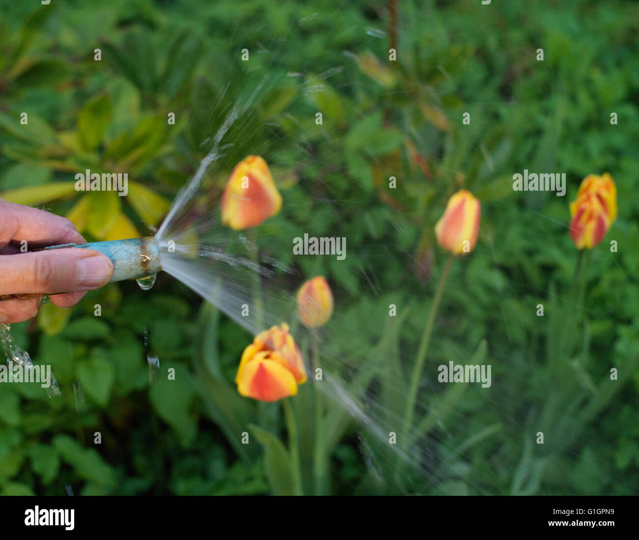 Sprinkle flowers hi-res stock photography and images - Alamy