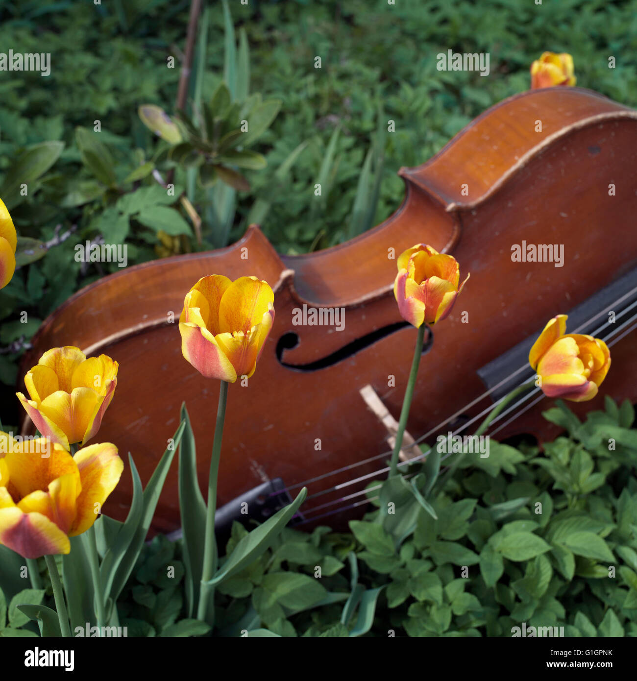 Cello And Flowers Stock Photo - Alamy