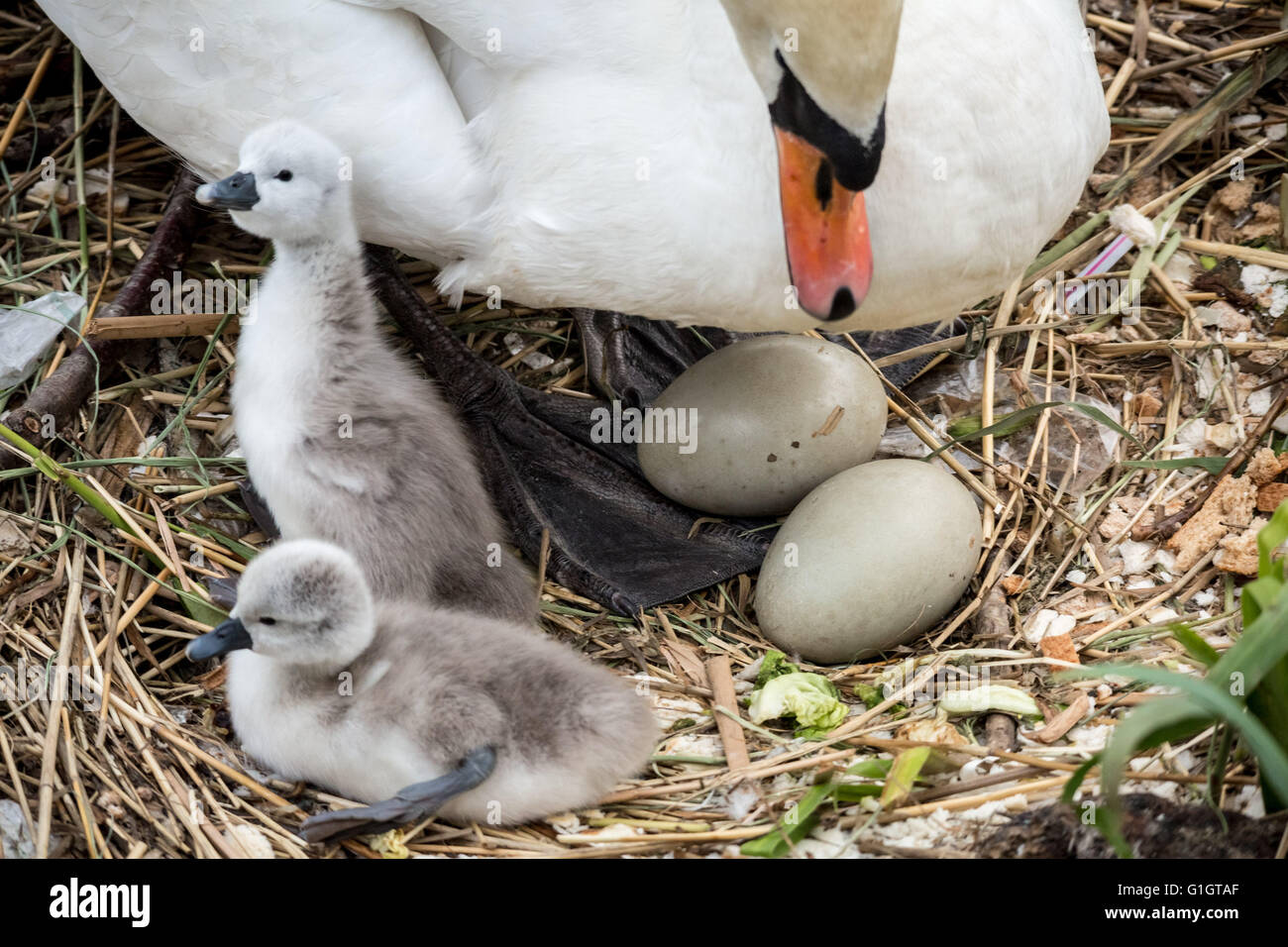 Baby Swans Hatching