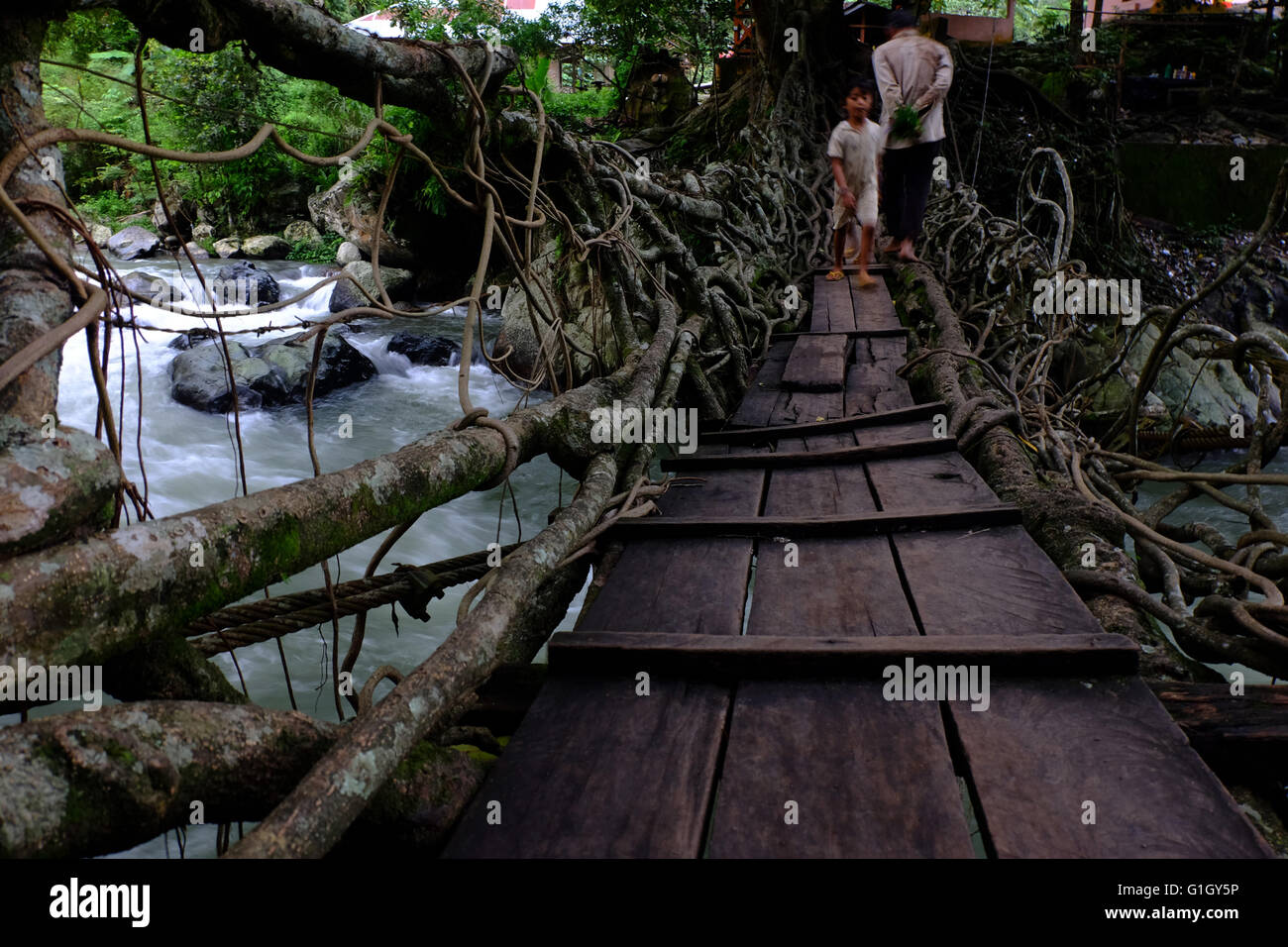 A bridge formed of two interwoven tree roots grow opposite and extends ...