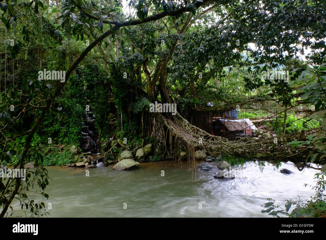 A bridge formed of two interwoven tree roots grow opposite and extends ...