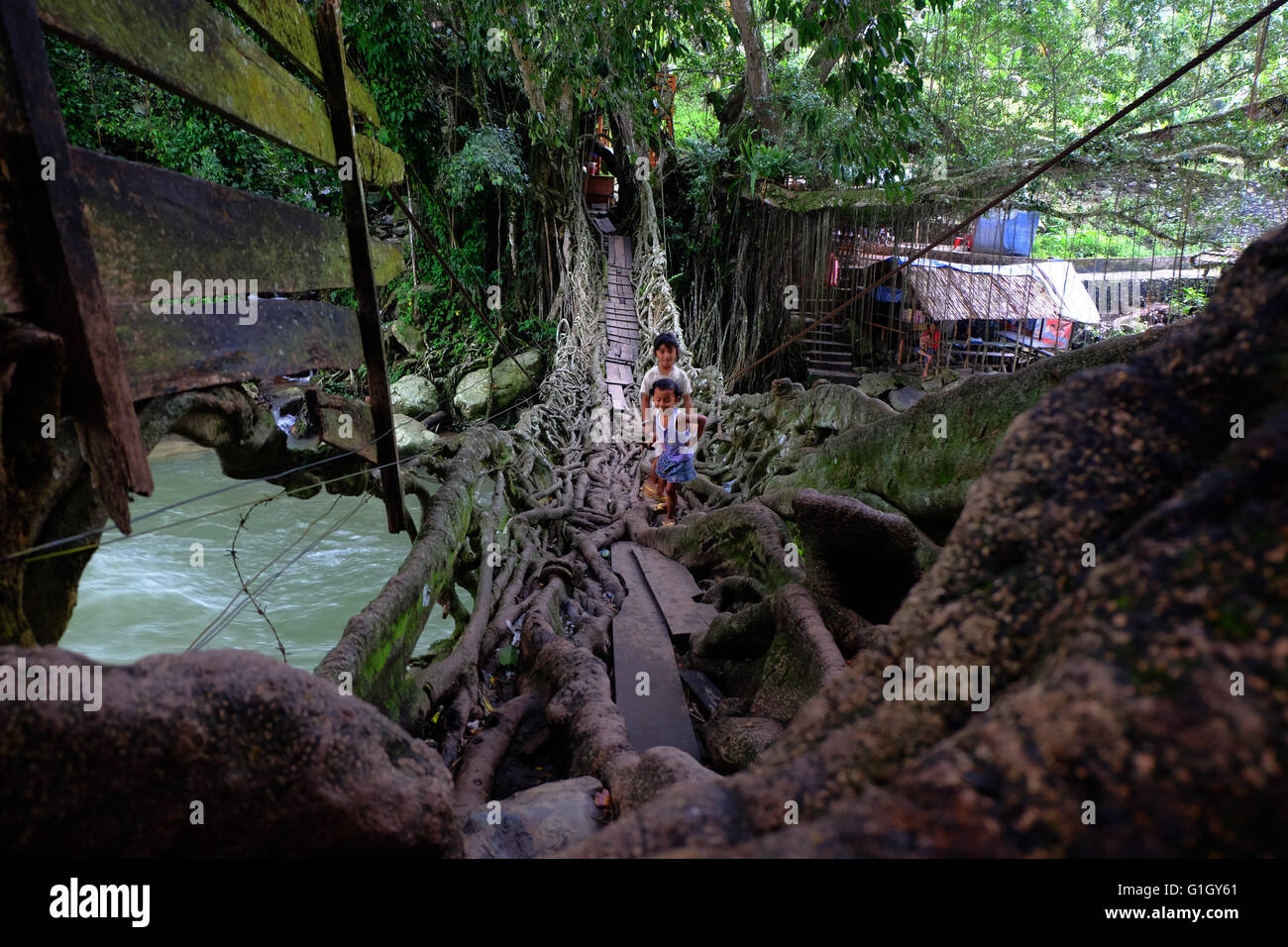 A bridge formed of two interwoven tree roots grow opposite and extends ...