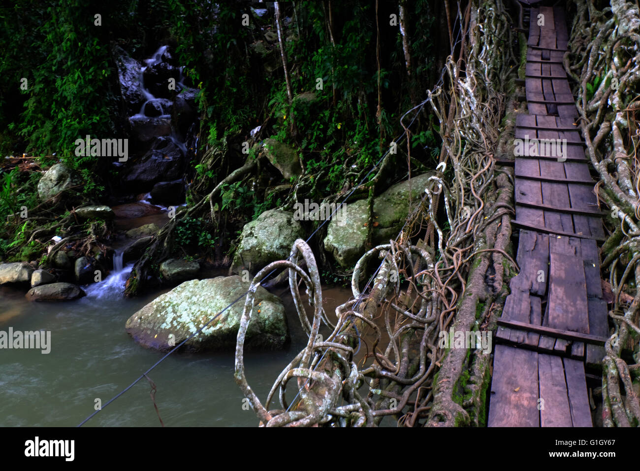 A bridge formed of two interwoven tree roots grow opposite and extends ...