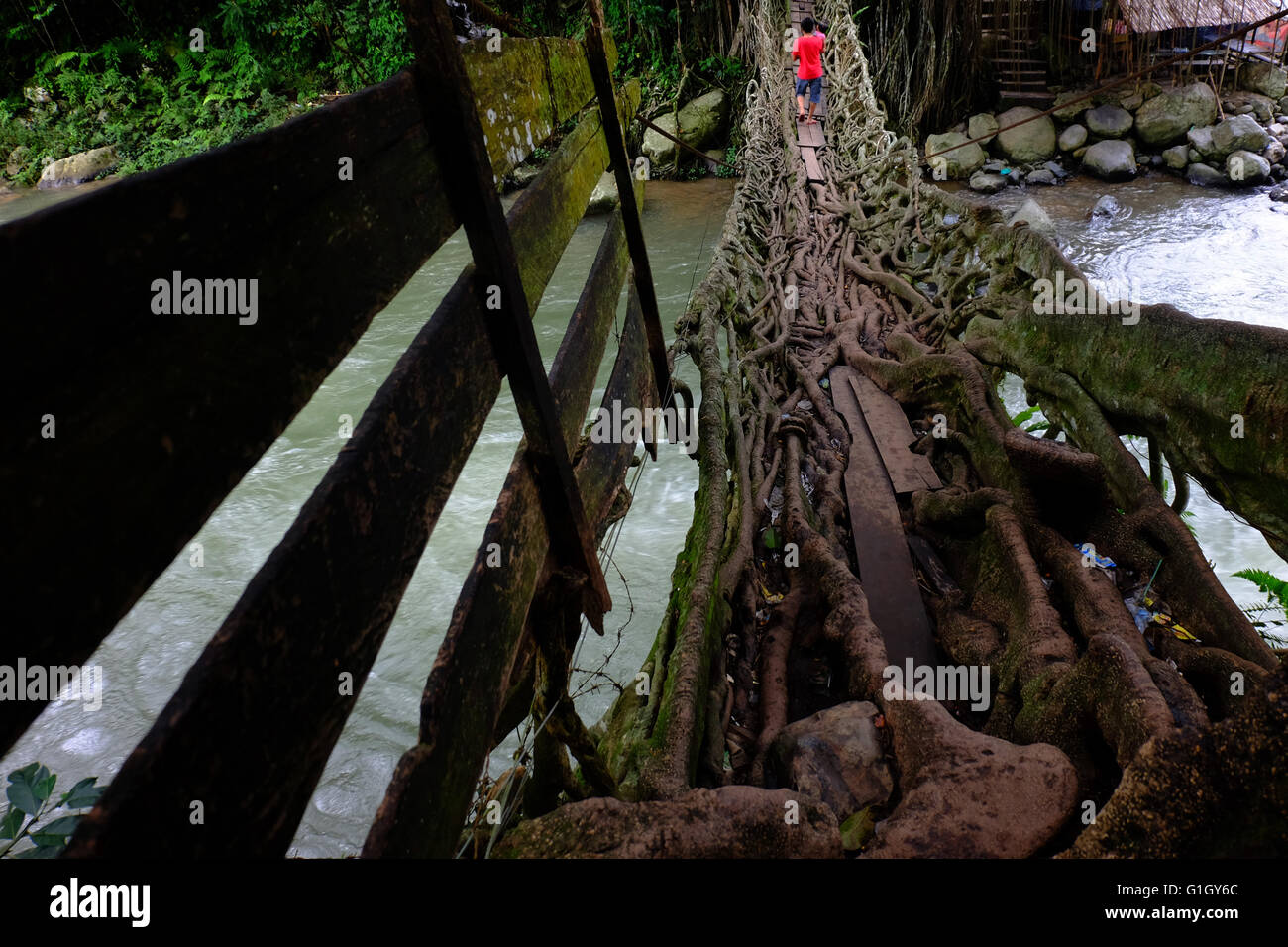 A bridge formed of two interwoven tree roots grow opposite and extends ...