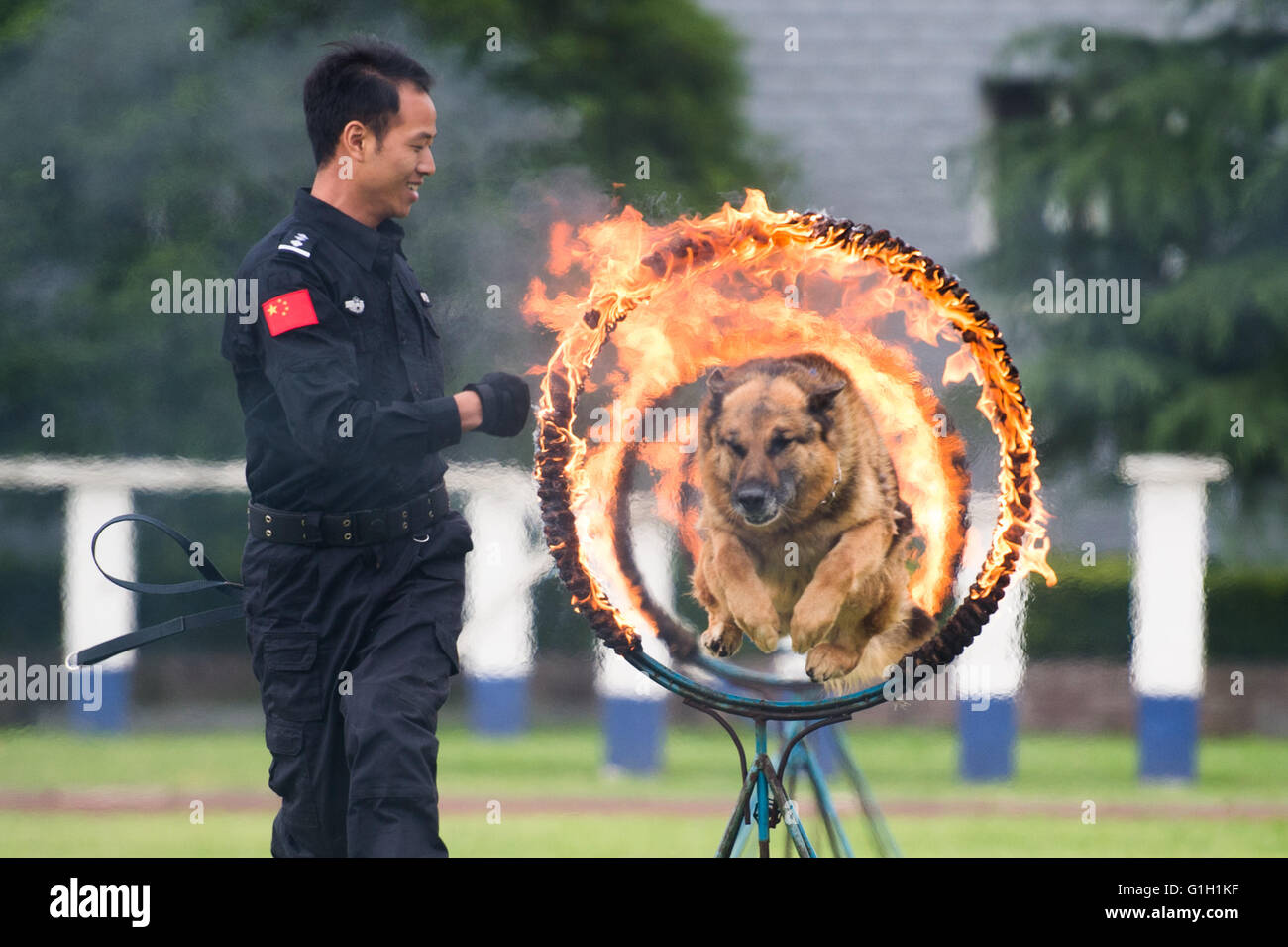 Gang dog hi-res stock photography and images - Alamy