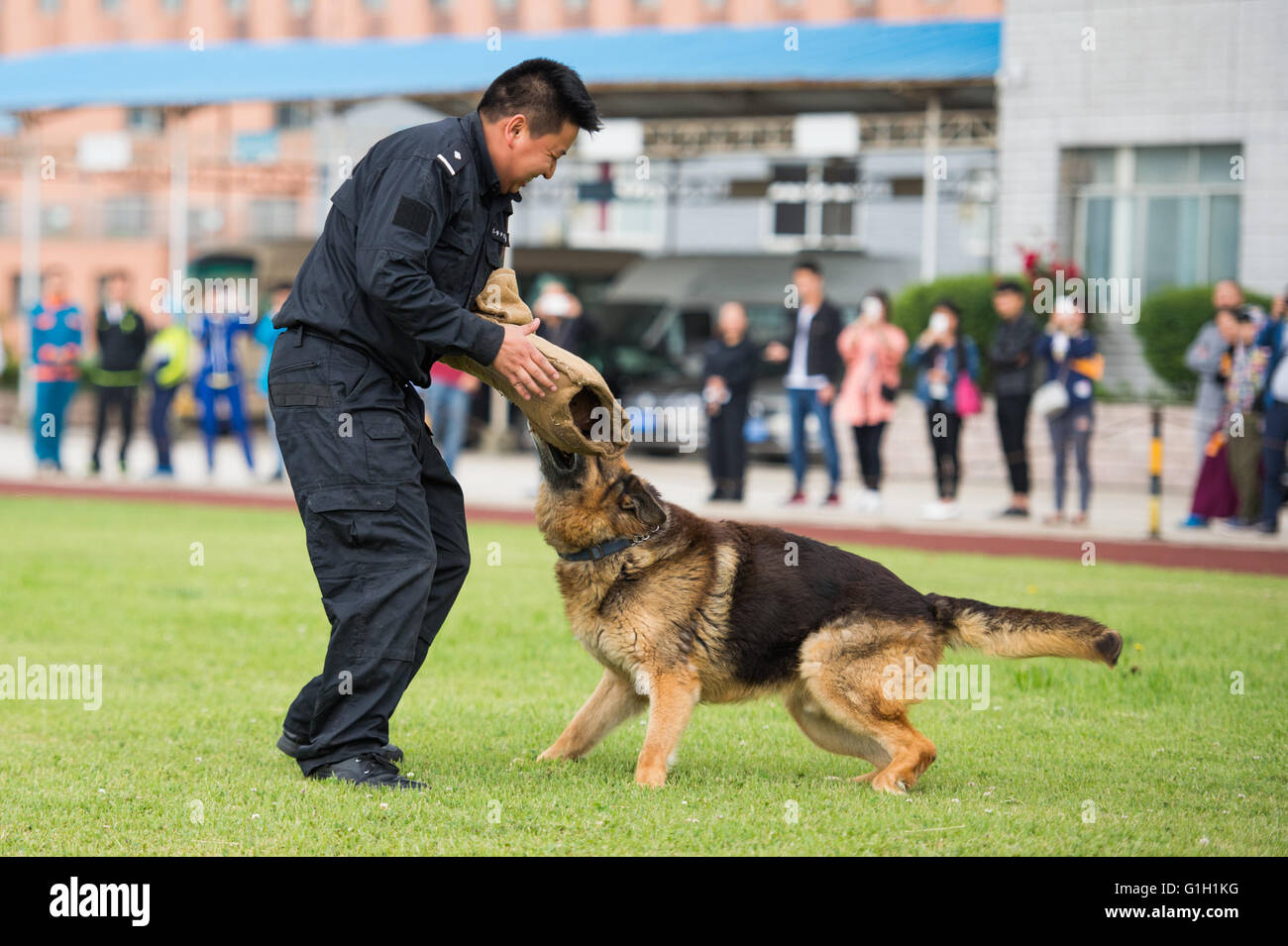 Gang dog hi-res stock photography and images - Alamy