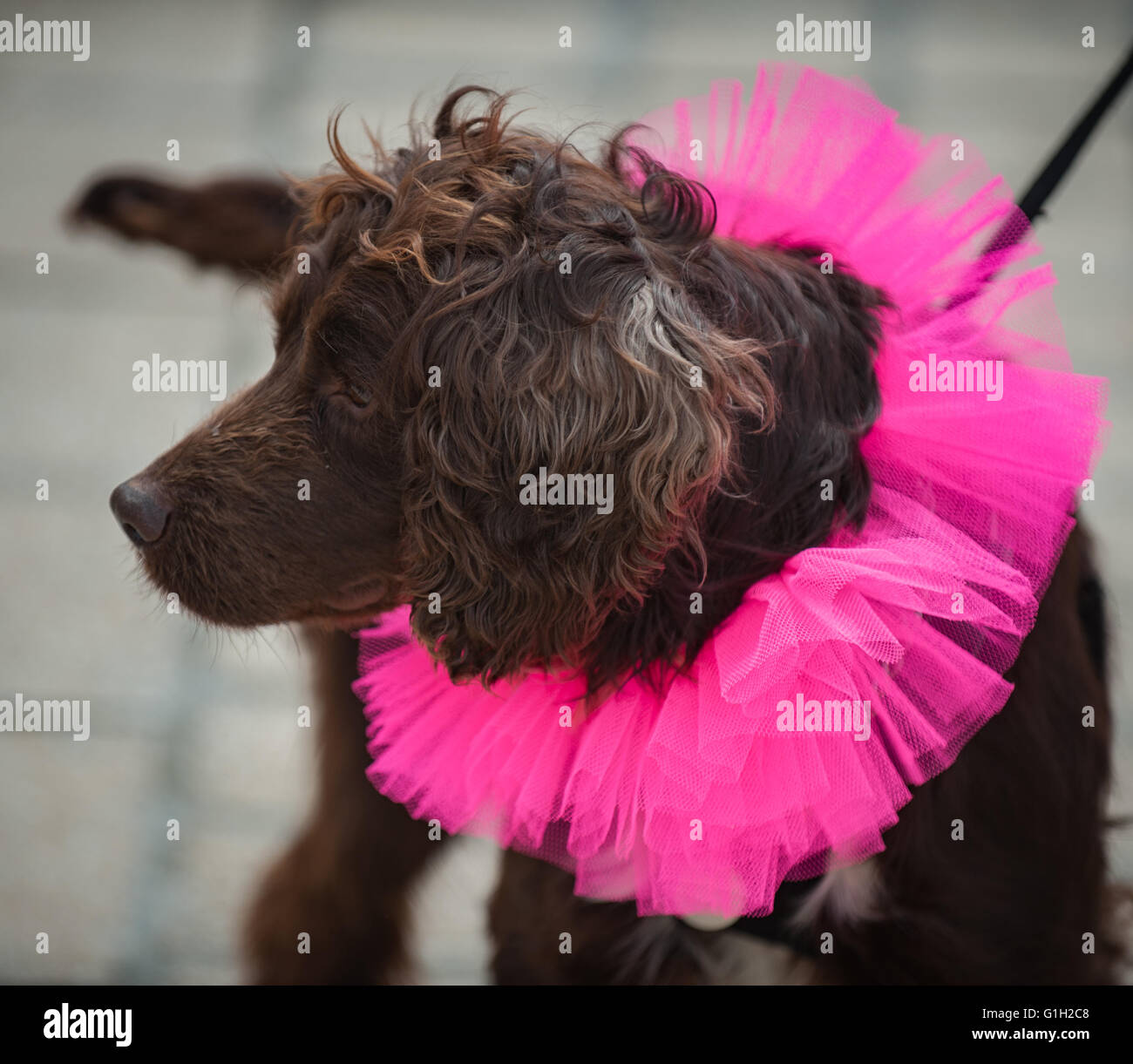 Aberystwyth prom hi-res stock photography and images - Alamy