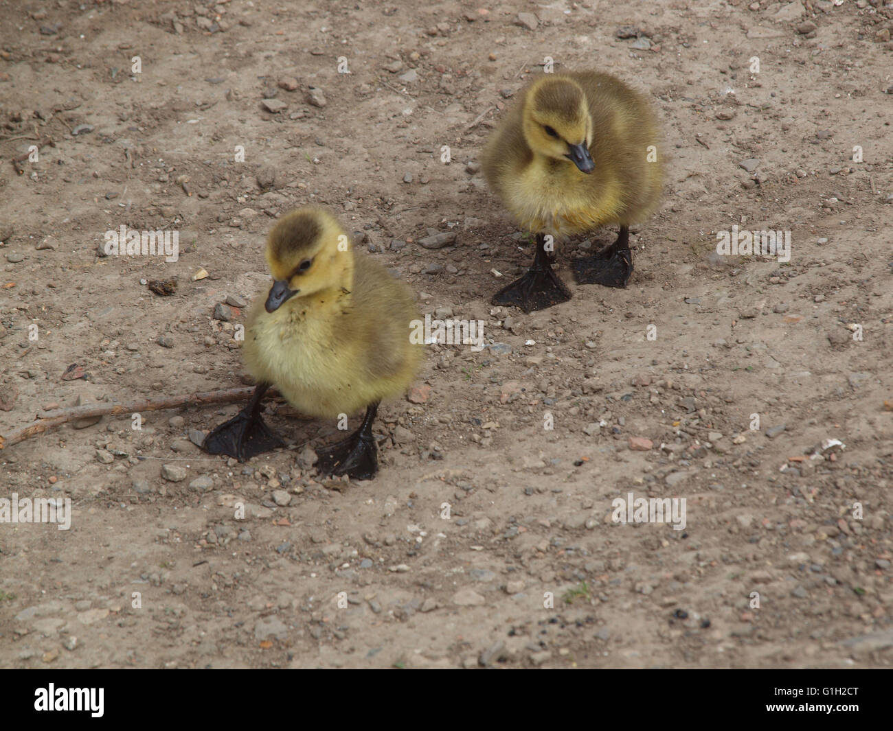 James gosling hi-res stock photography and images - Alamy
