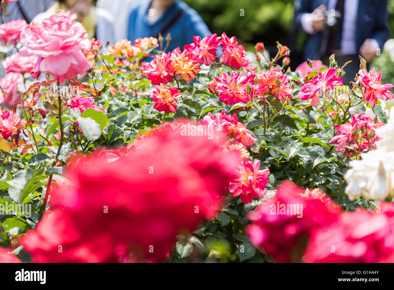 Japan roses in full bloom hi-res stock photography and images - Alamy