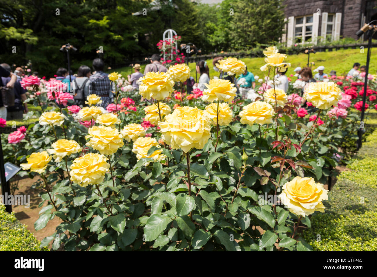 Japan roses in full bloom hi-res stock photography and images - Alamy