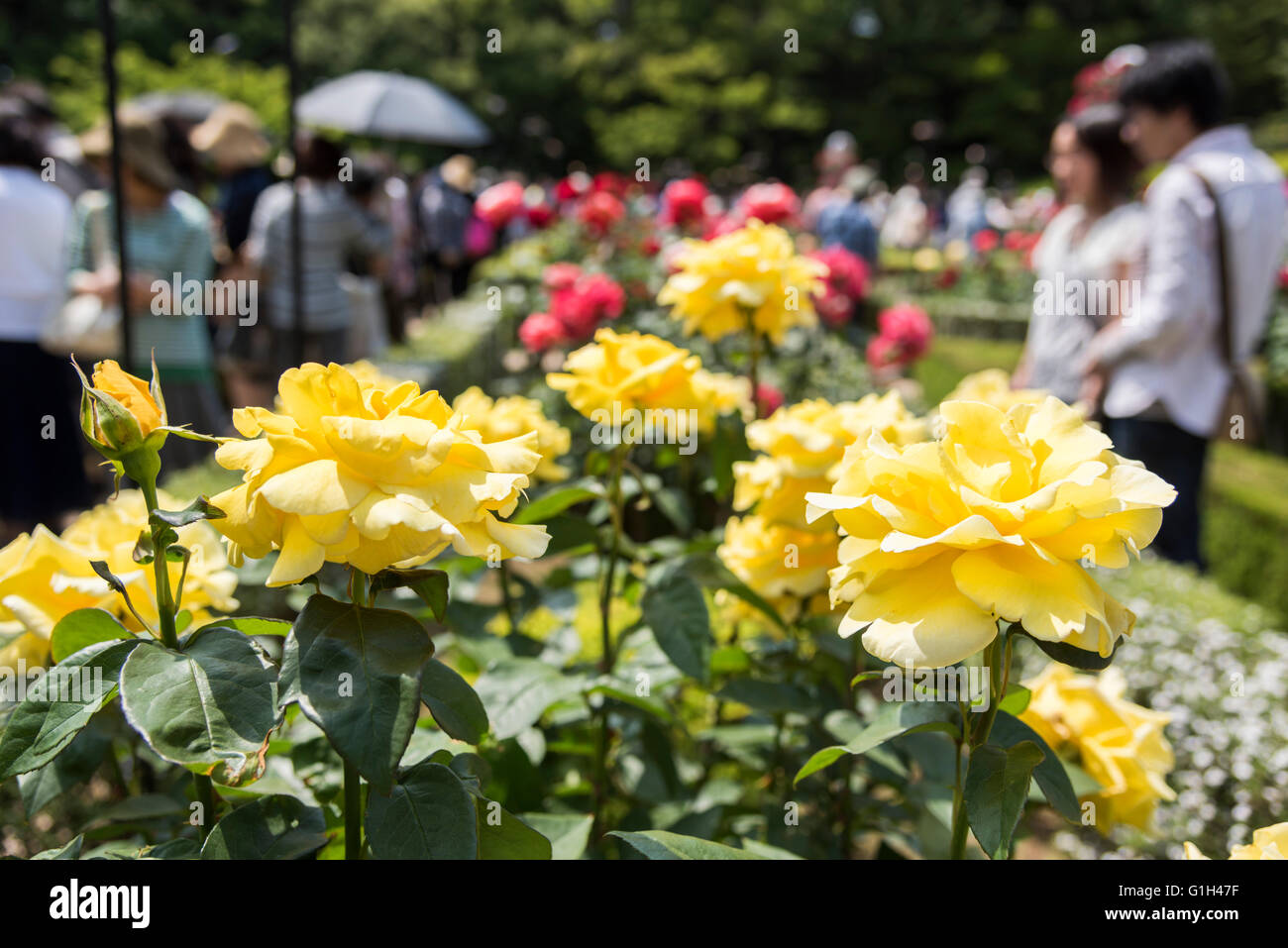 Japan roses in full bloom hi-res stock photography and images - Alamy