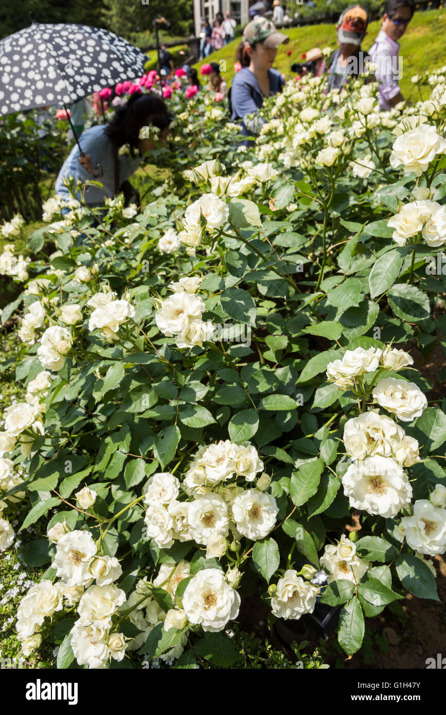 Japan roses in full bloom hi-res stock photography and images - Alamy