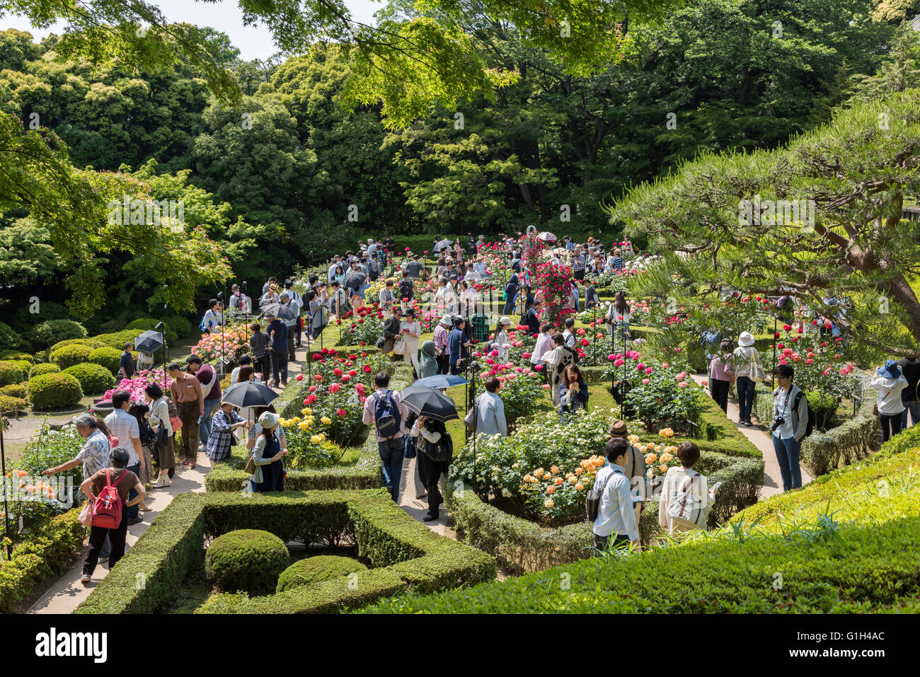 Japan roses in full bloom hi-res stock photography and images - Alamy