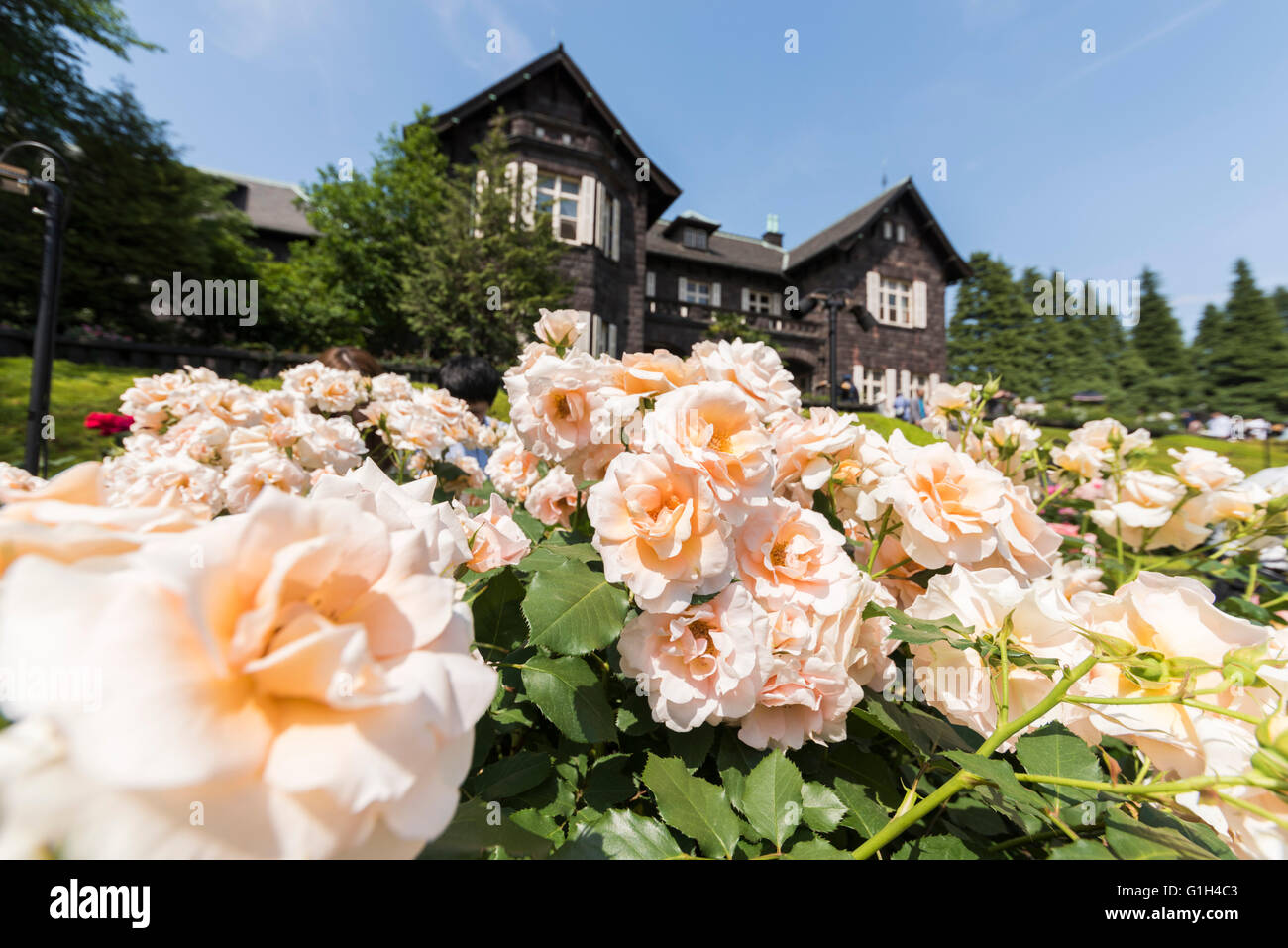 Japan roses in full bloom hi-res stock photography and images - Alamy