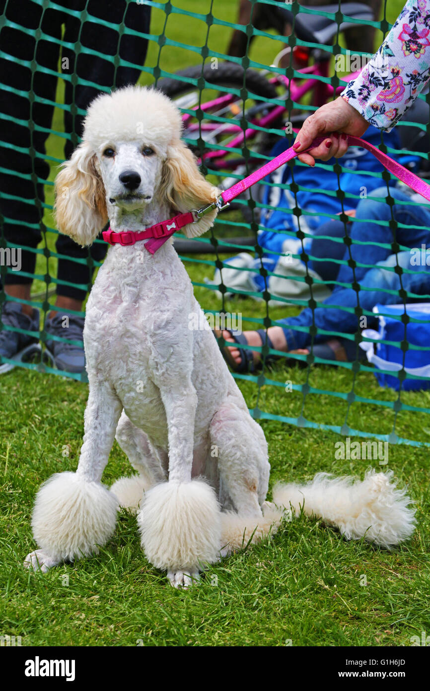 London, UK. 15th May 2016. Dolly the Standard Poodle at the All Dogs ...