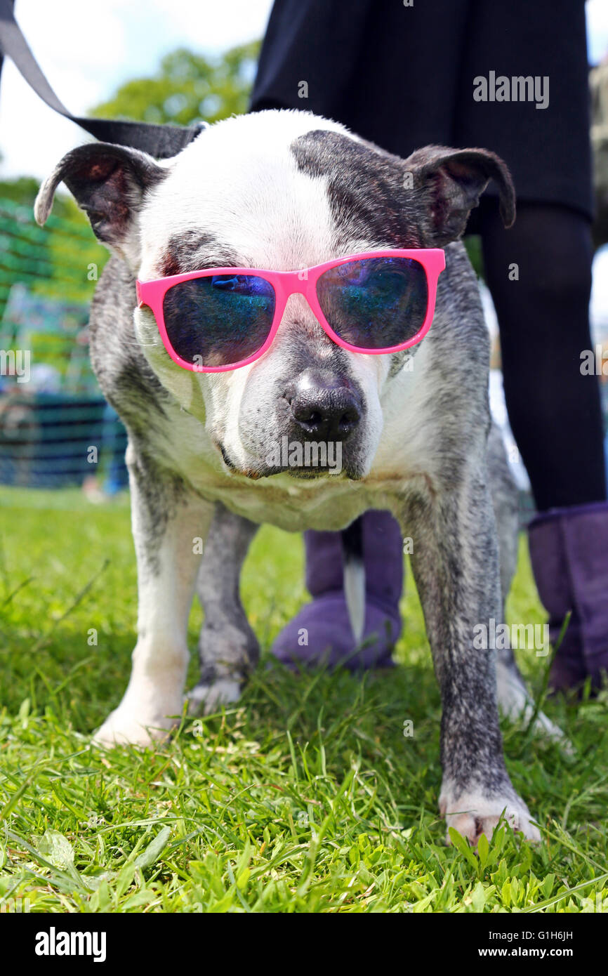 Staffies hi-res stock photography and images - Alamy