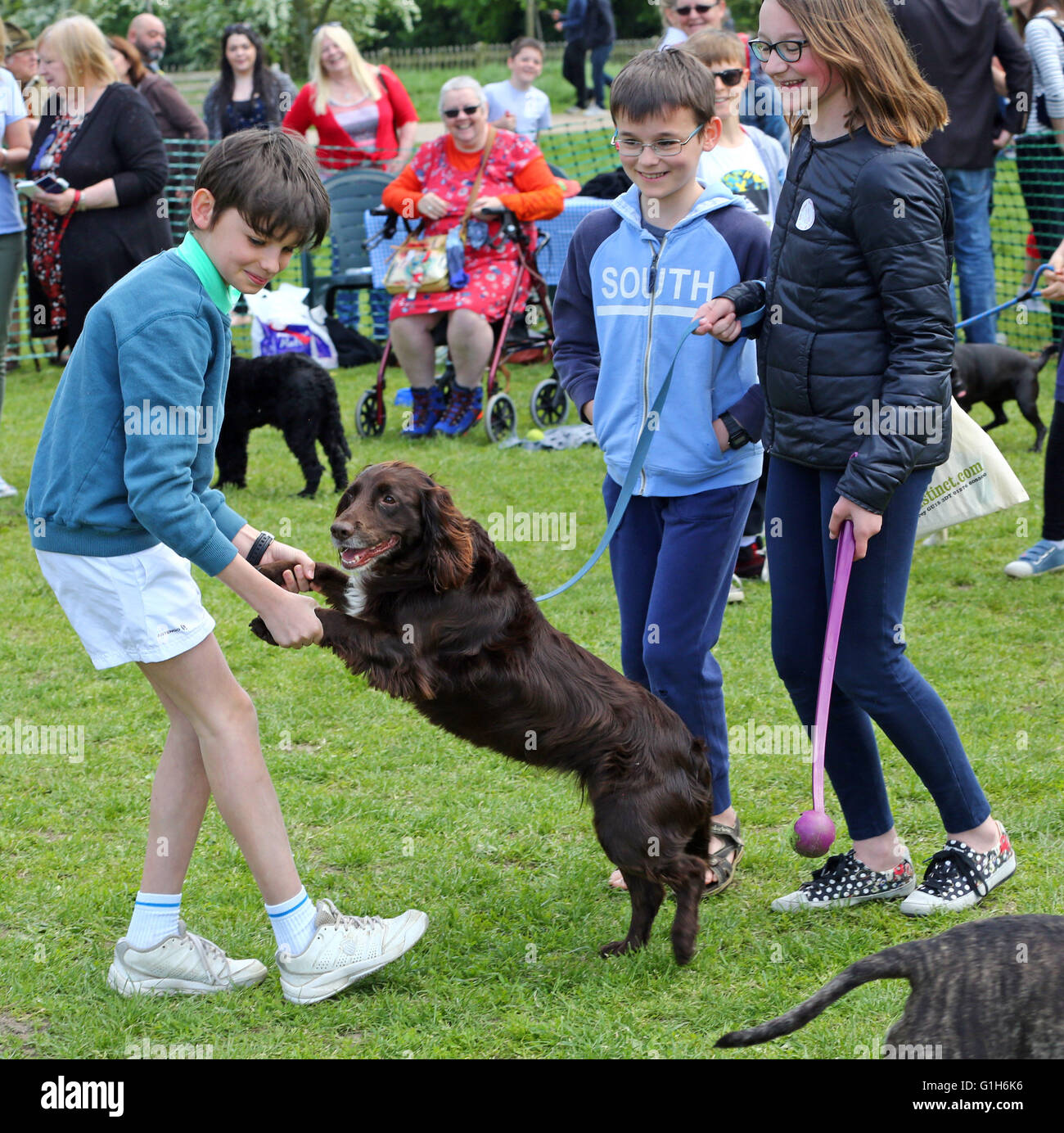 London, UK. 15th May 2016. Nollie the Working Cocker Spaniel ballroom ...