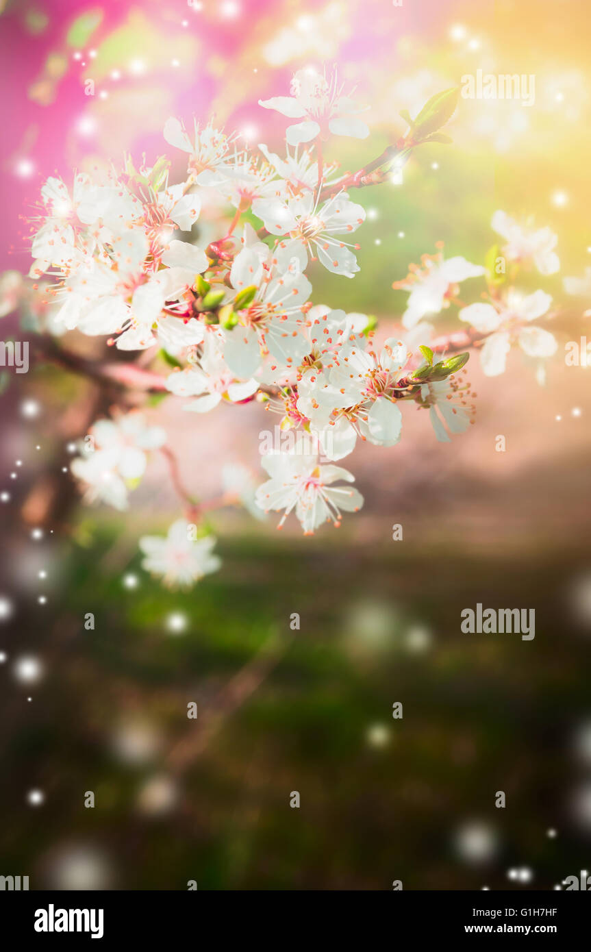 Spring nature background with blossom tree branches and white flowers ...