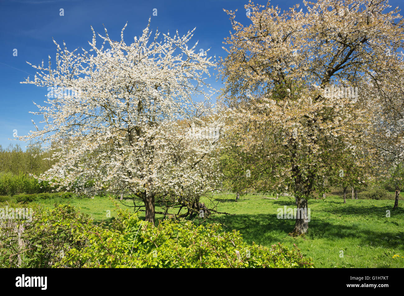 Pear trees blooming view hi-res stock photography and images - Alamy