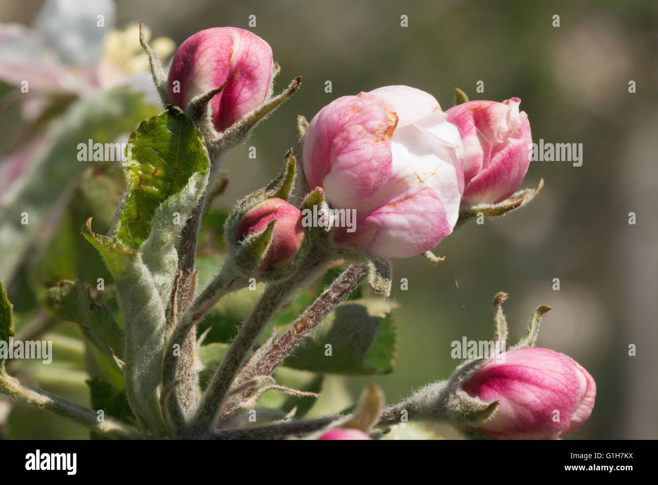 Close-up of apple tree buds Stock Photo - Alamy