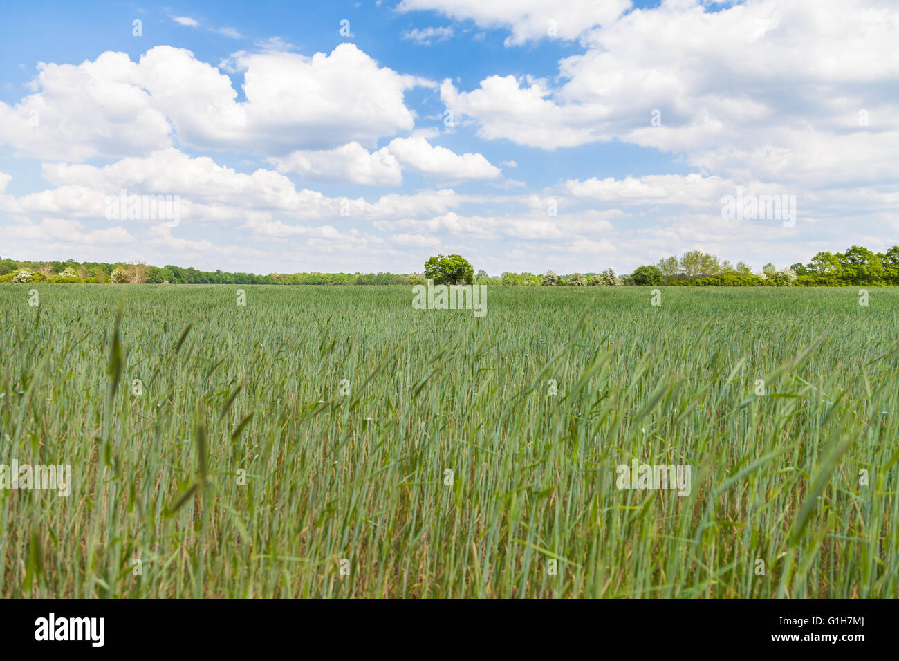 Corn field minnesota hi-res stock photography and images - Alamy