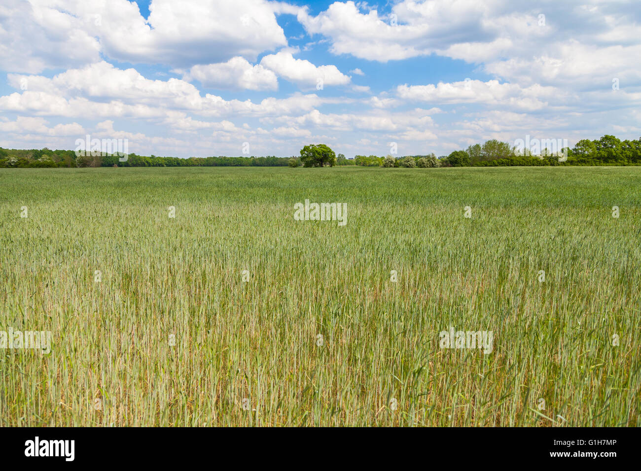 Corn field minnesota hi-res stock photography and images - Alamy