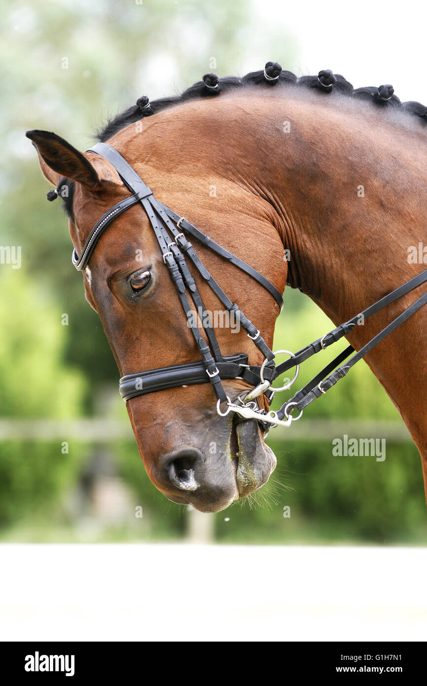 Face of a beautiful purebred racehorse on dressage training Stock Photo ...