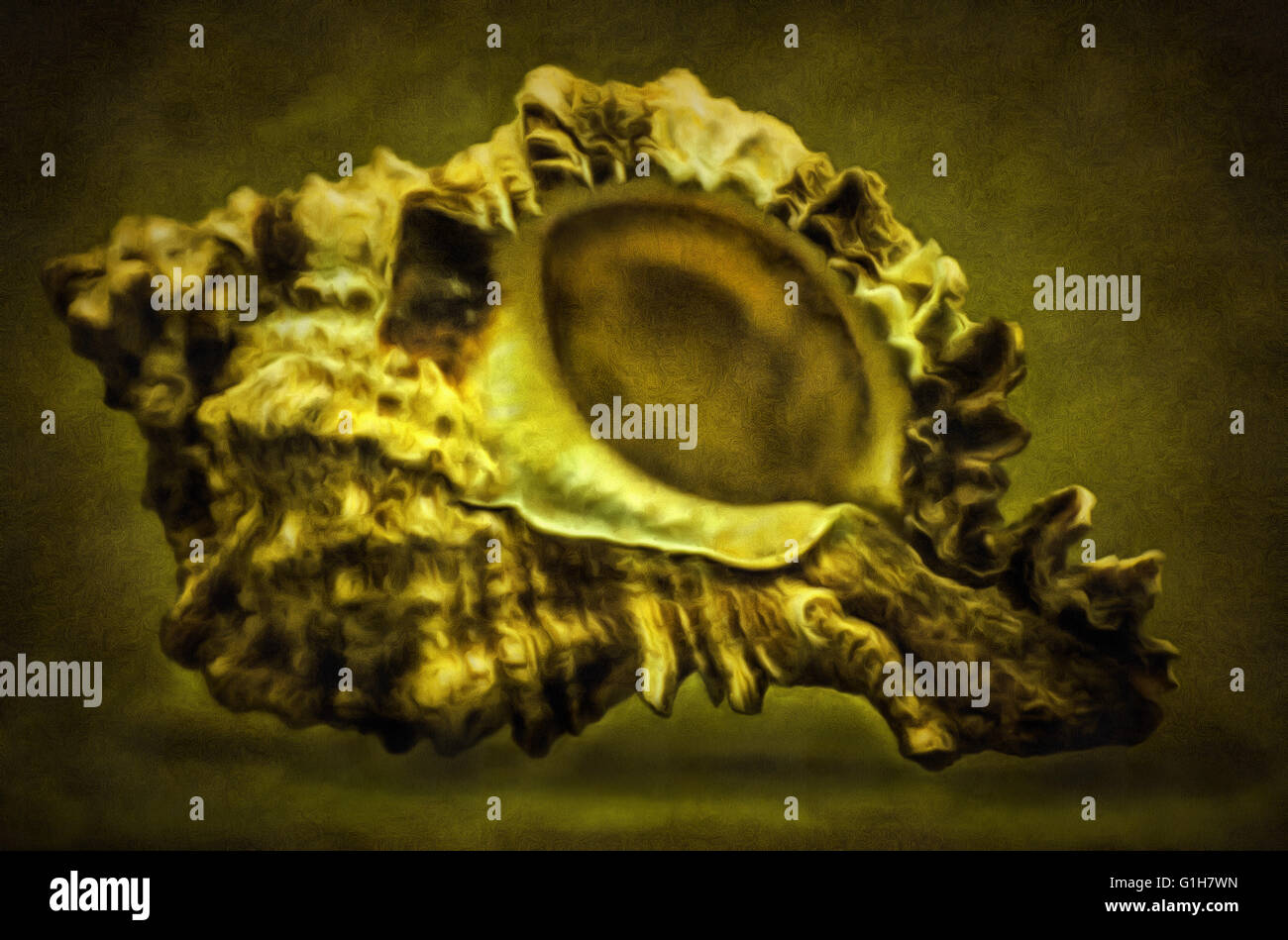 Apple murex hi-res stock photography and images - Alamy