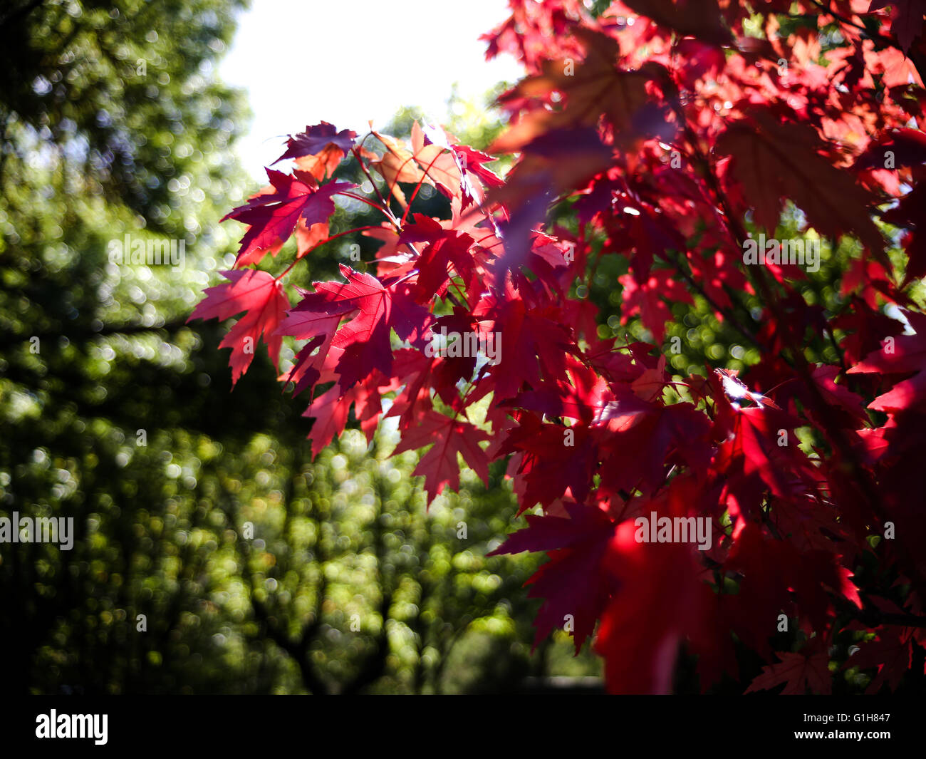 Adelaide street trees hi-res stock photography and images - Alamy