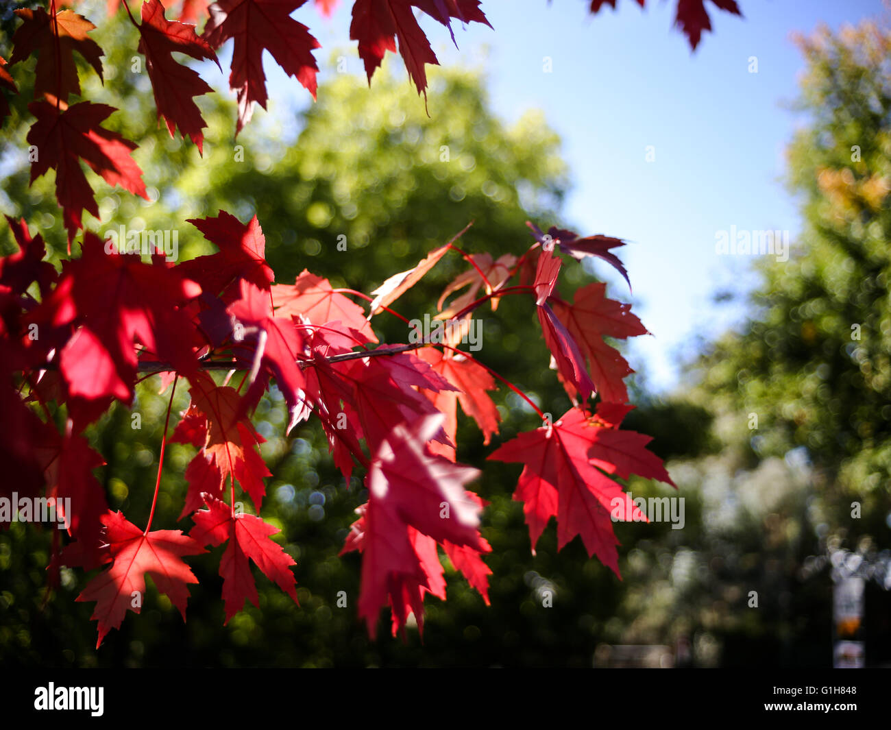 Red Maple leaves on a tree on Hahndorf Main Street South Australia ...