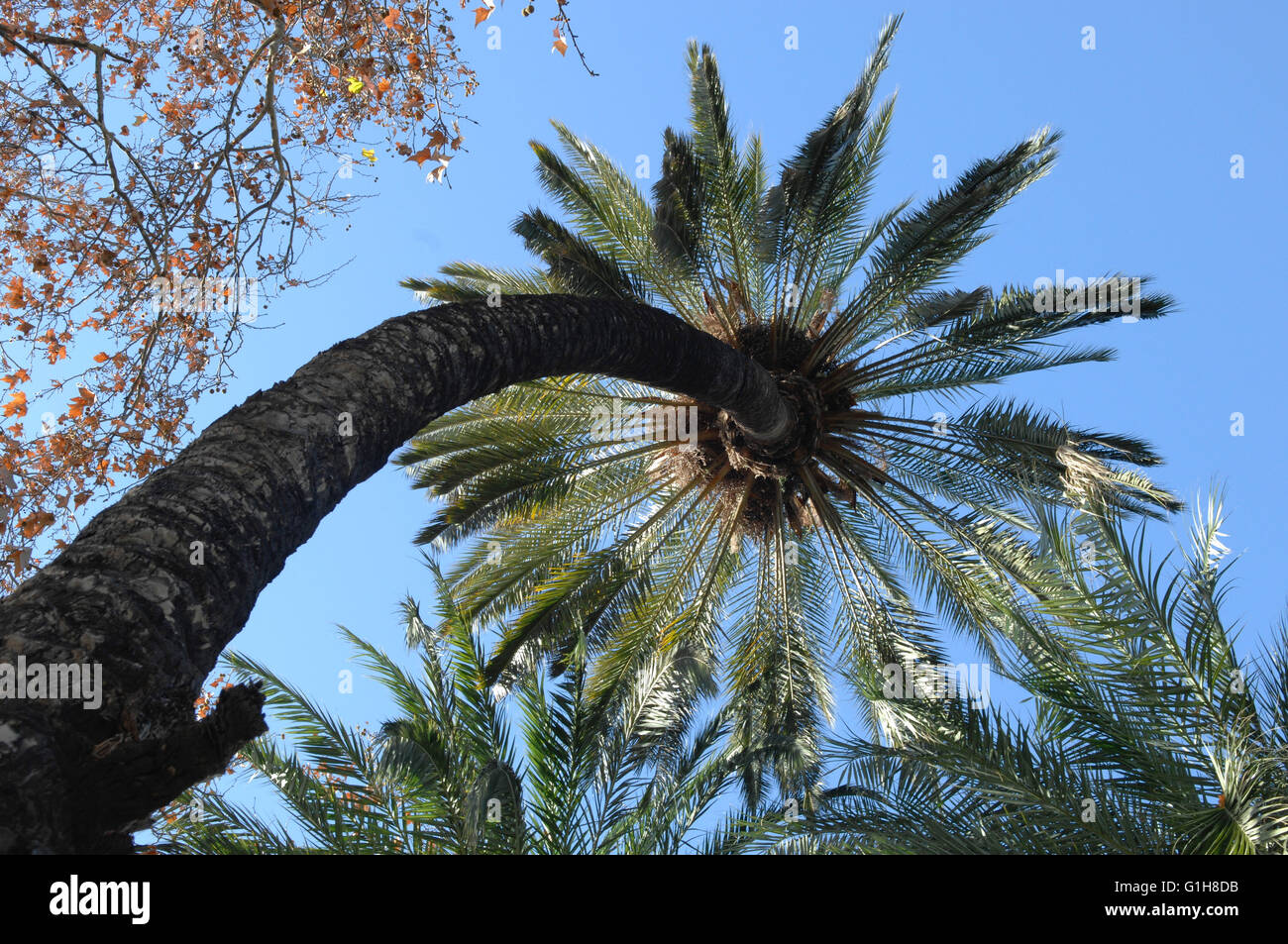 Palm tree history hi-res stock photography and images - Alamy