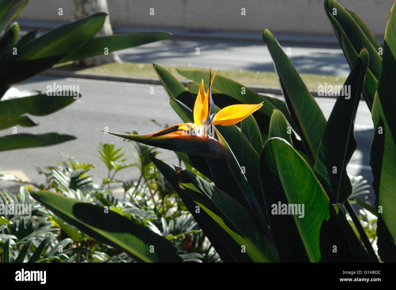 crane flower, Malaga Stock Photo - Alamy