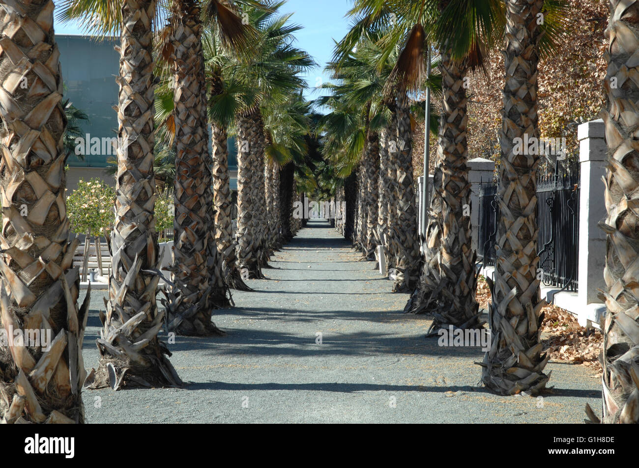 path with palm trees either side Stock Photo - Alamy