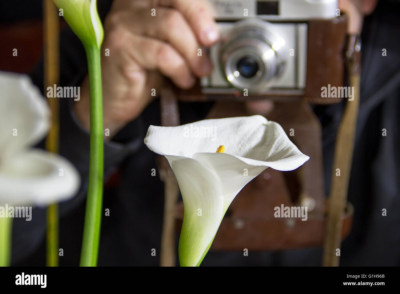 A man photographs white Calla Lilies (Zantedeschia aethiopica) using an ...