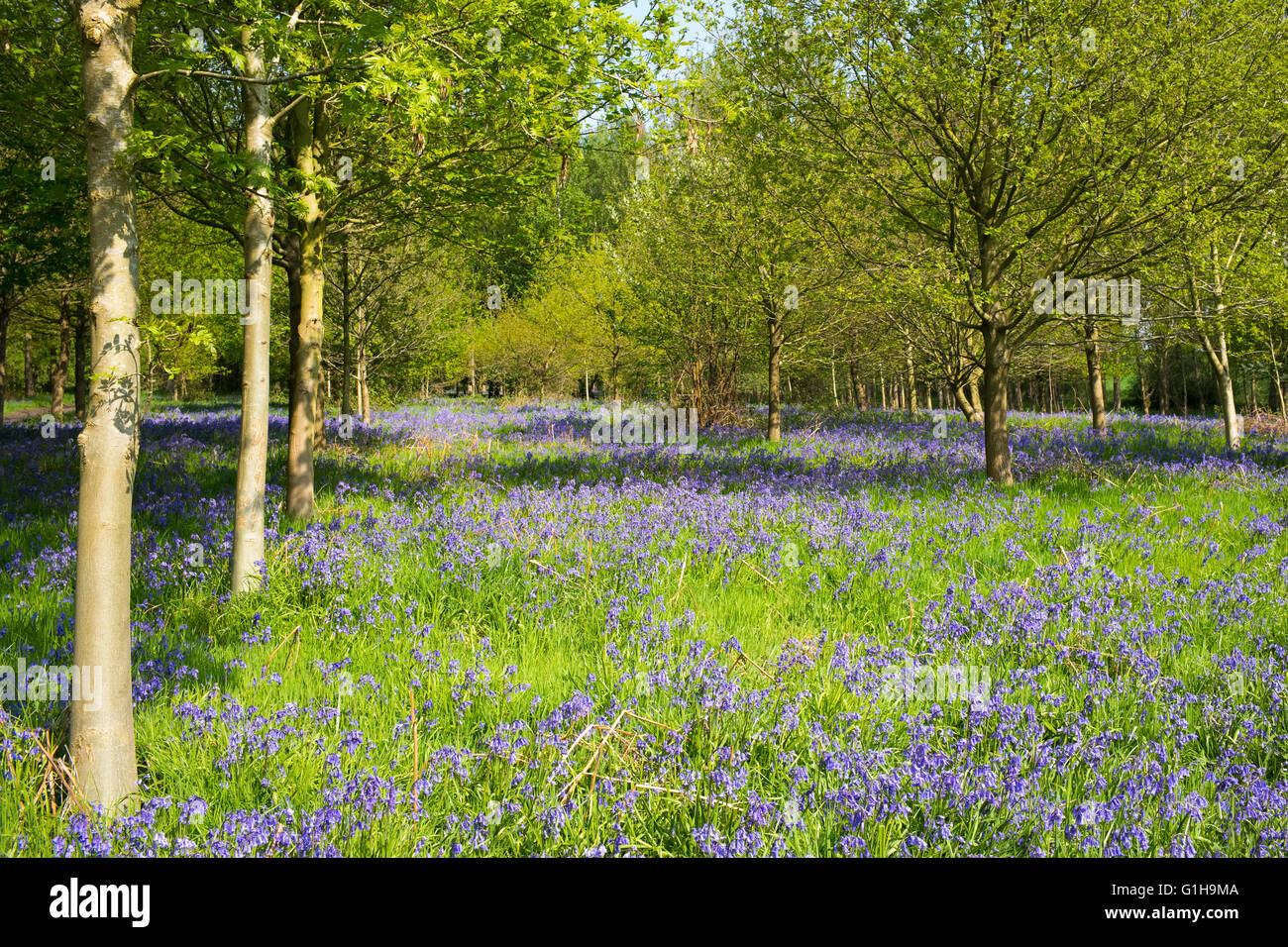 Bulbous trees hi-res stock photography and images - Alamy