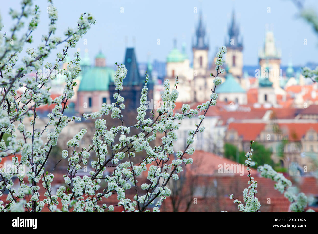 Prague blossom hi-res stock photography and images - Alamy