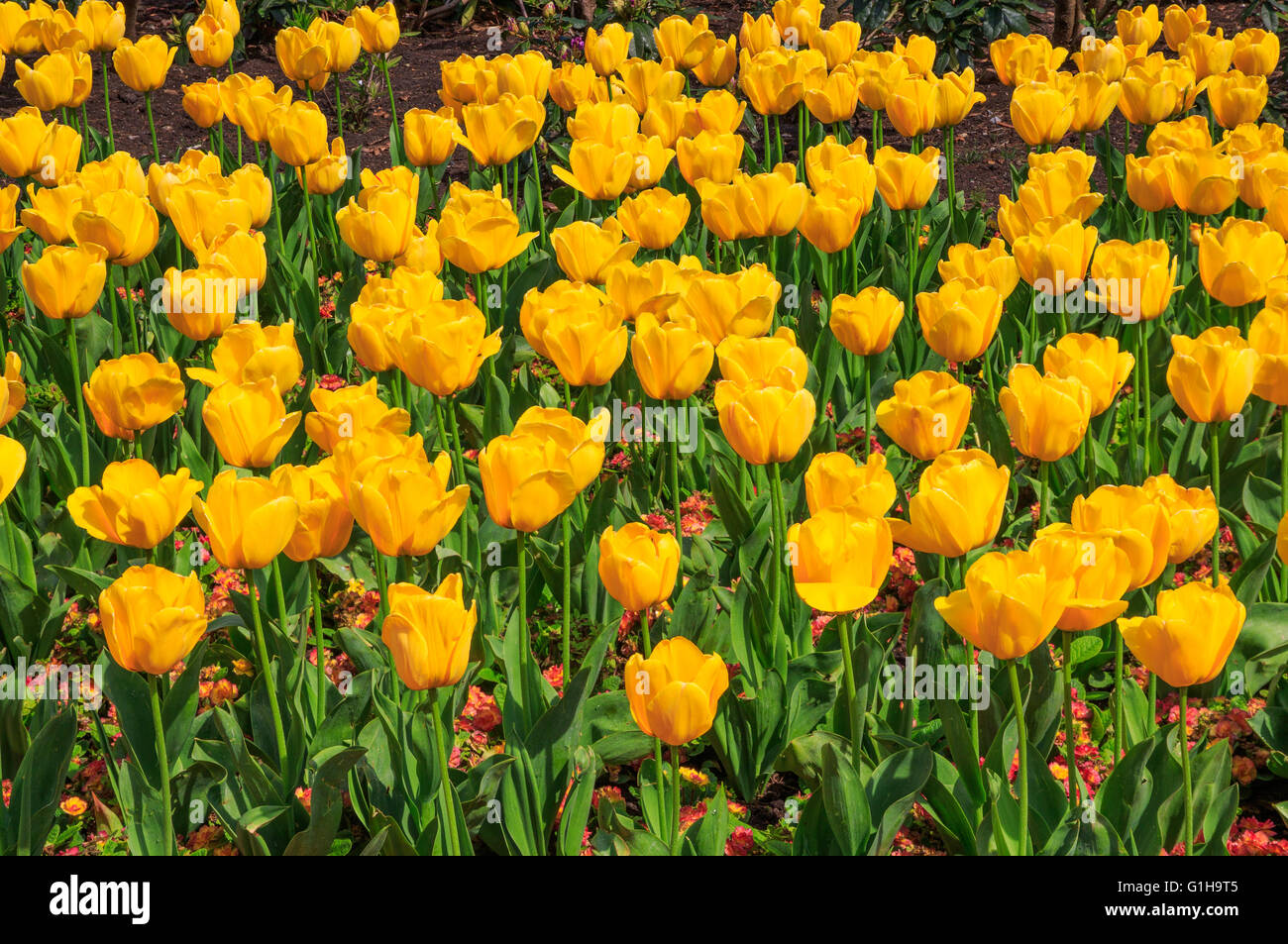 Yellow tulips blooming at the flower garden in Greenwich park of London ...