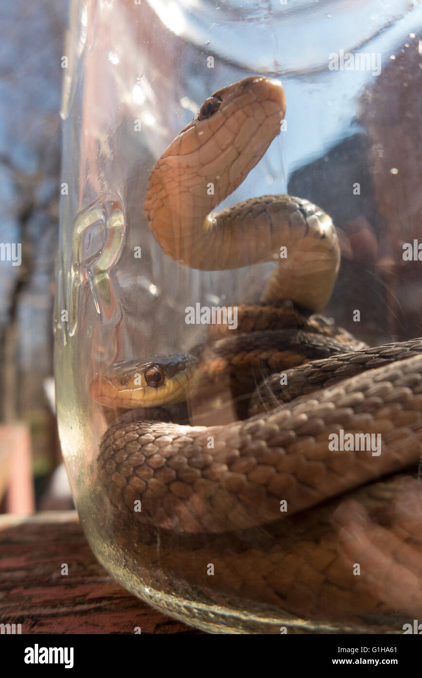 Gardener snake hi-res stock photography and images - Alamy