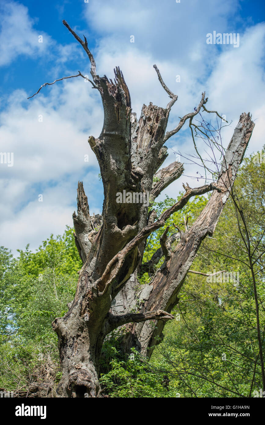 Old dead tree hi-res stock photography and images - Alamy