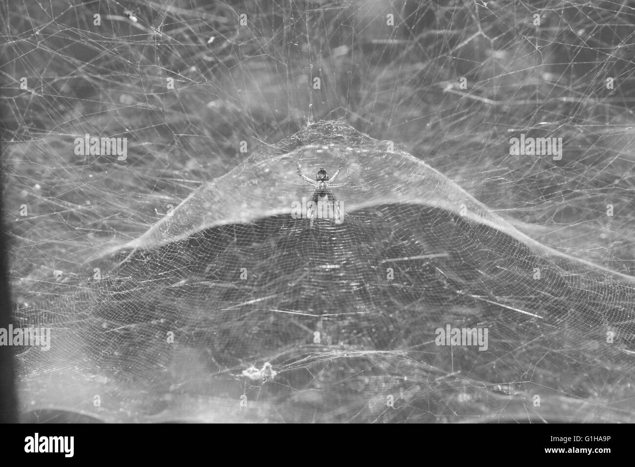 Spider web india hi-res stock photography and images - Alamy