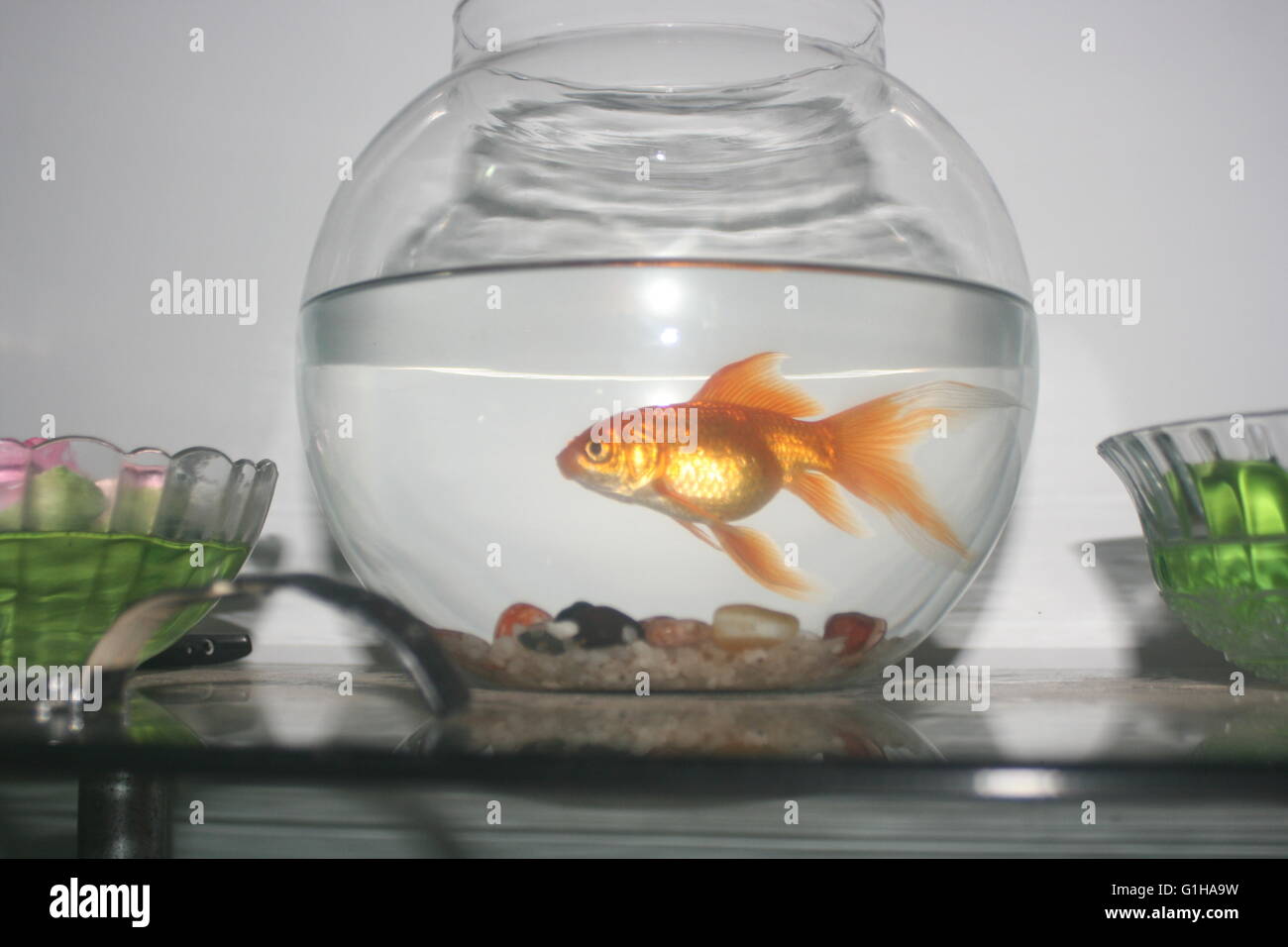 the golden fish Stock Photo - Alamy