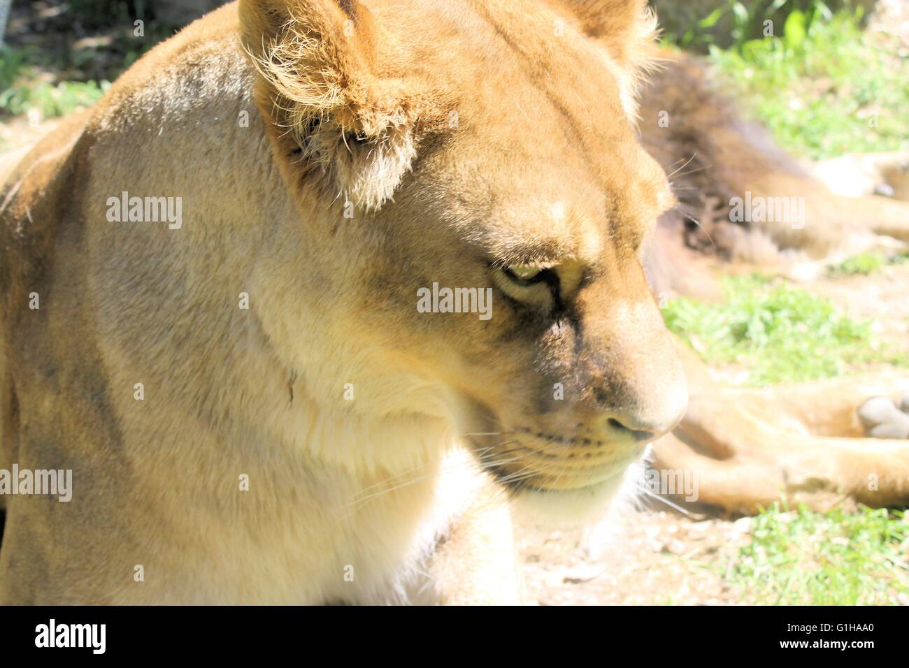 Head lioness hi-res stock photography and images - Alamy